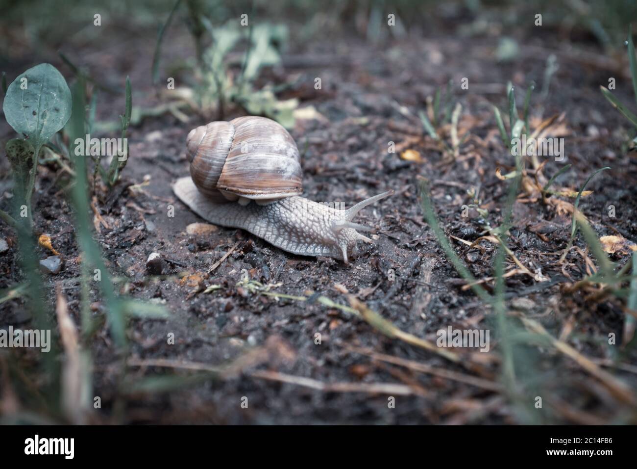 large Roman snail crawls across the damp forest floor Stock Photo - Alamy