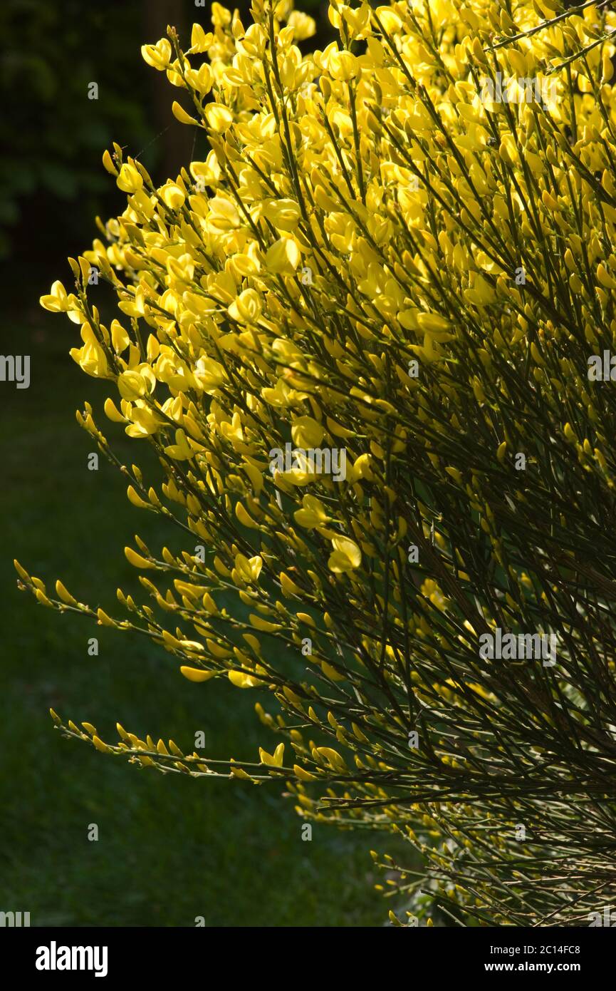 English broom hi-res stock photography and images - Alamy
