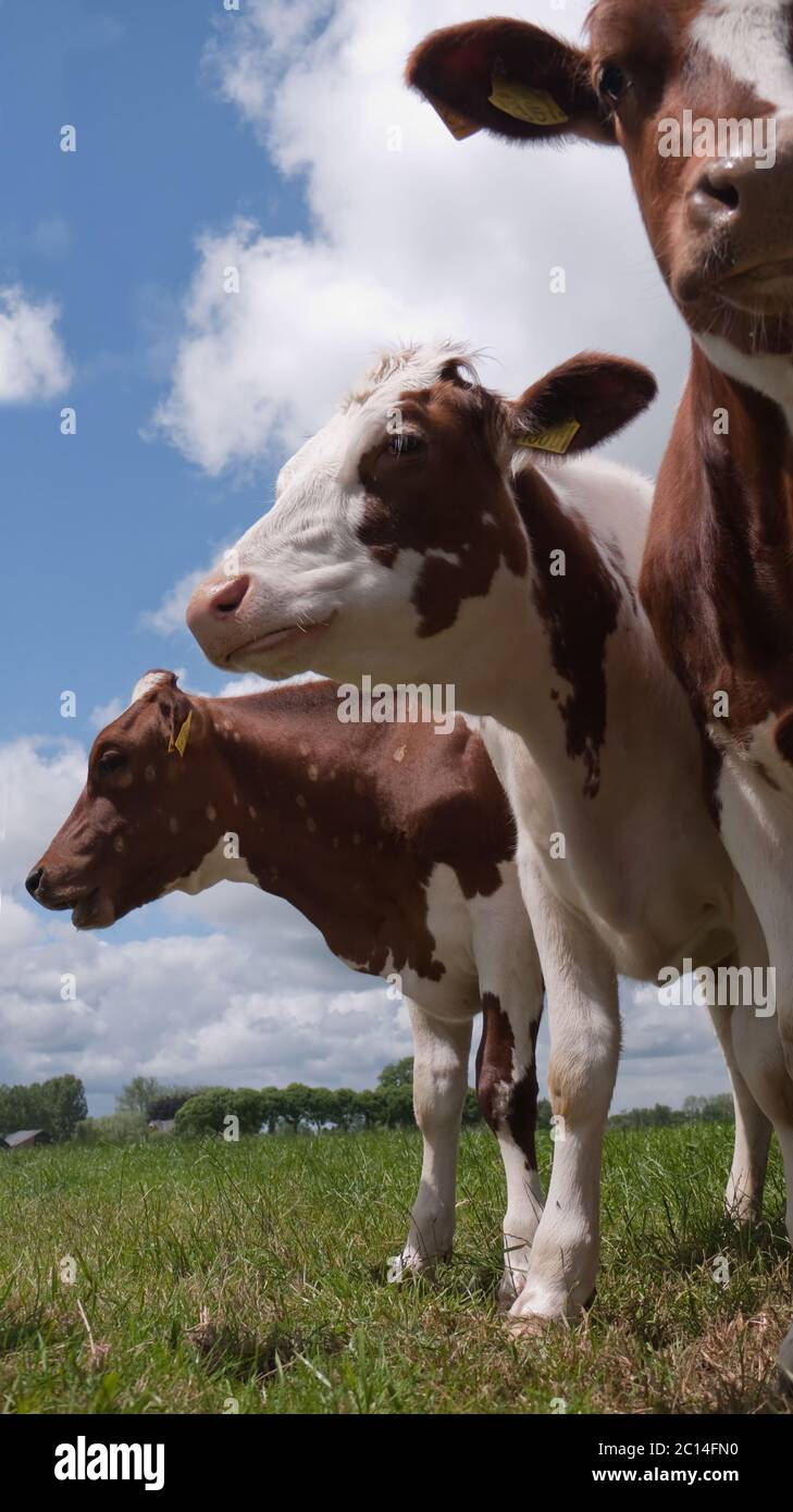 Three red-and-white cows in a row in a meadow in the Netherlands Stock ...