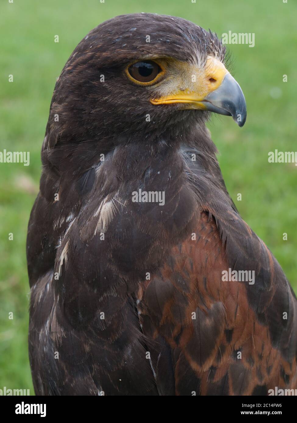 Falcon looking to the left, blurred green background Stock Photo - Alamy