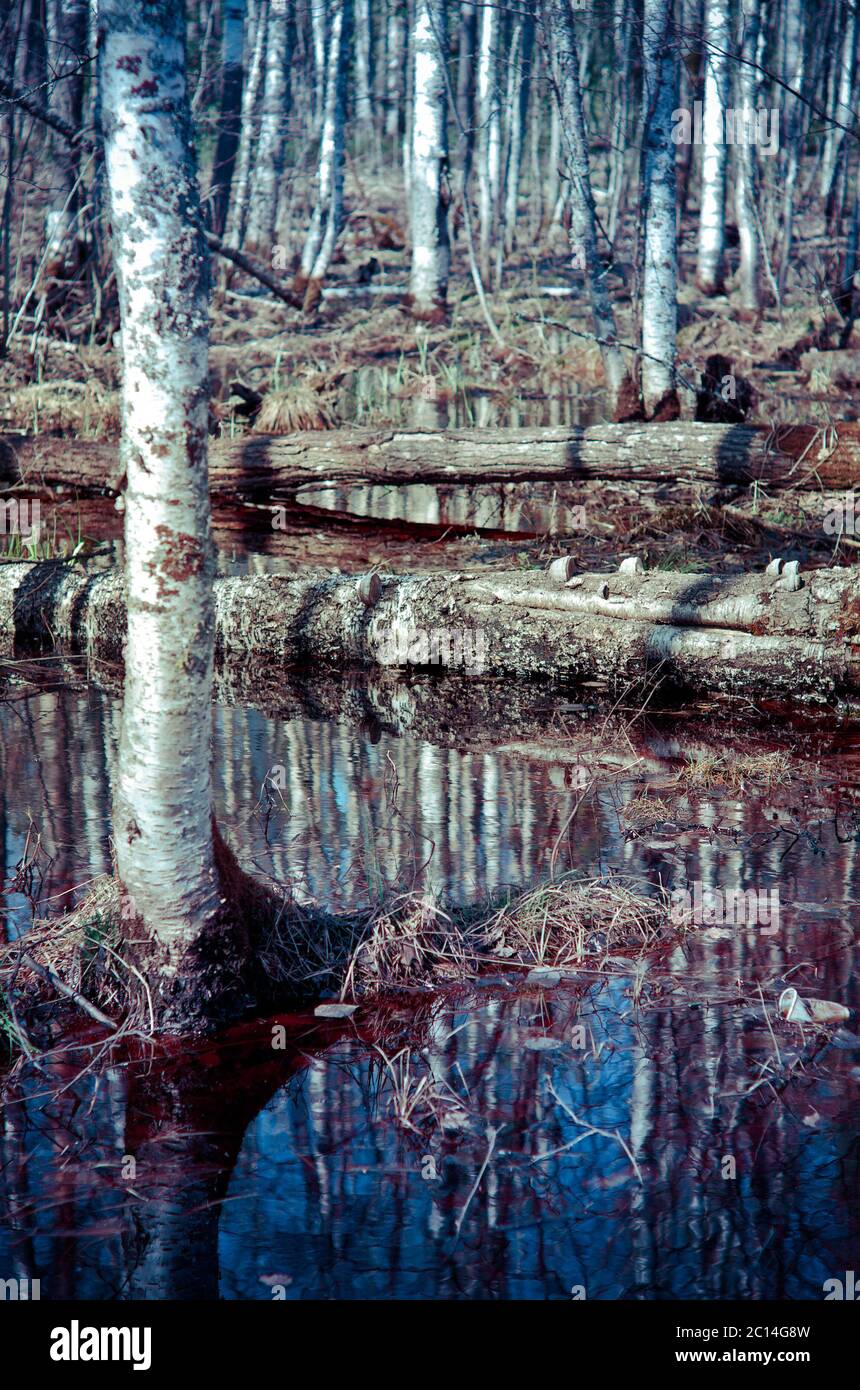 Russian forest in early spring Stock Photo - Alamy