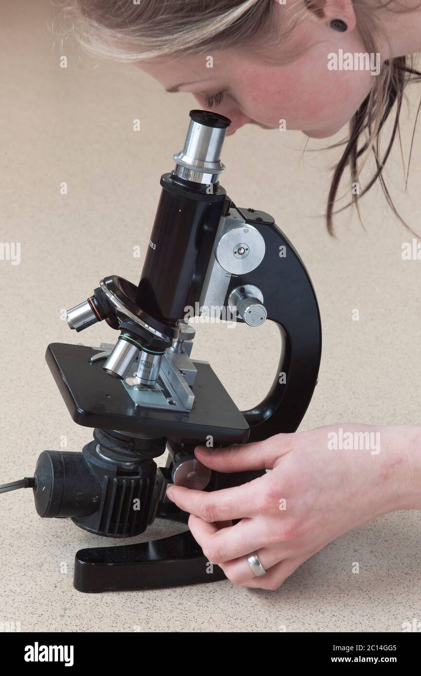 Young woman looks through a microscope and turns the focus knob Stock ...