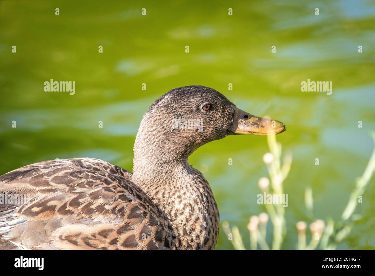 Duck chilling in the pond Stock Photo - Alamy