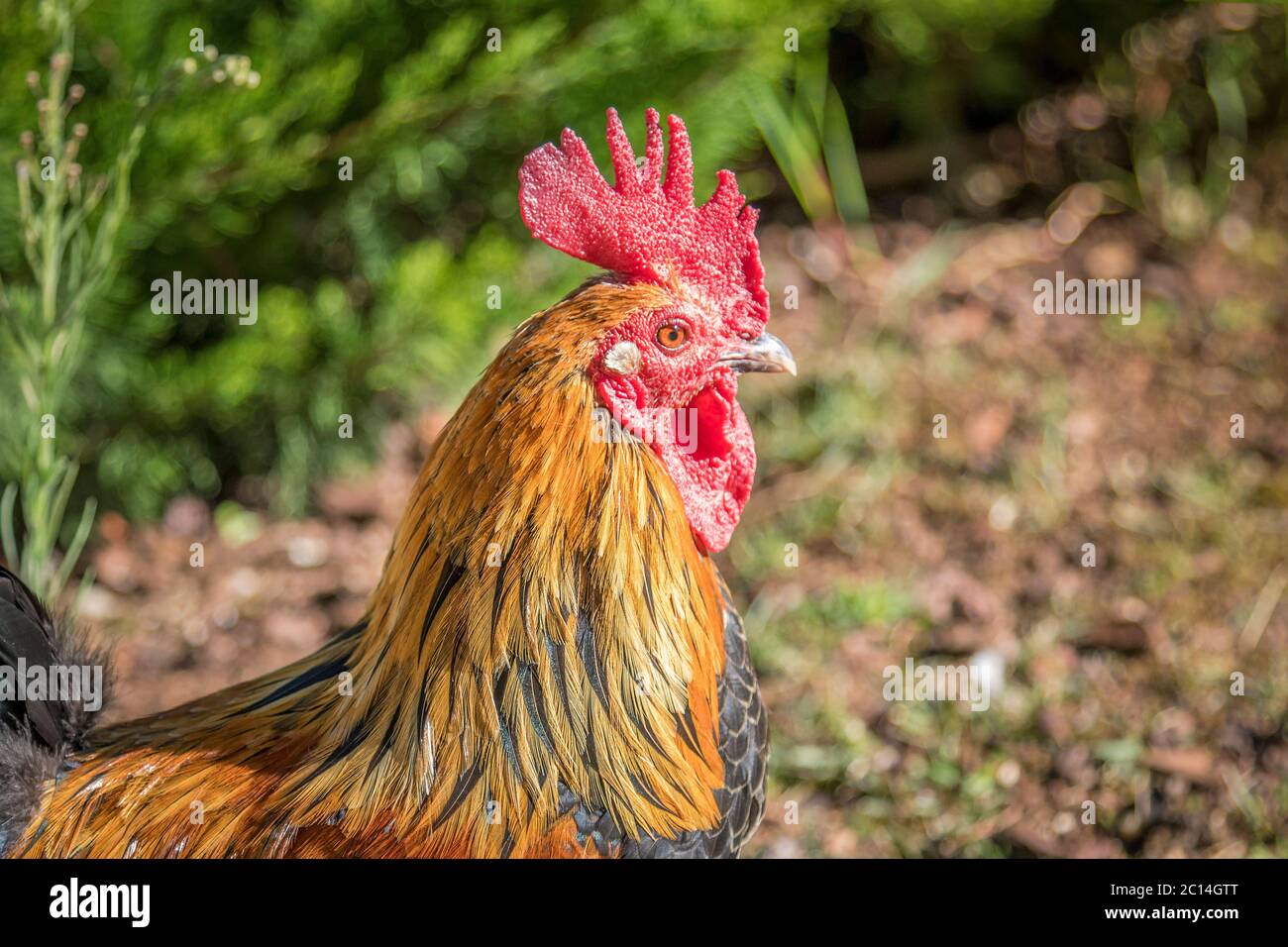 The Rooster of Barcelos is one of the most common symbols of Portugal ...