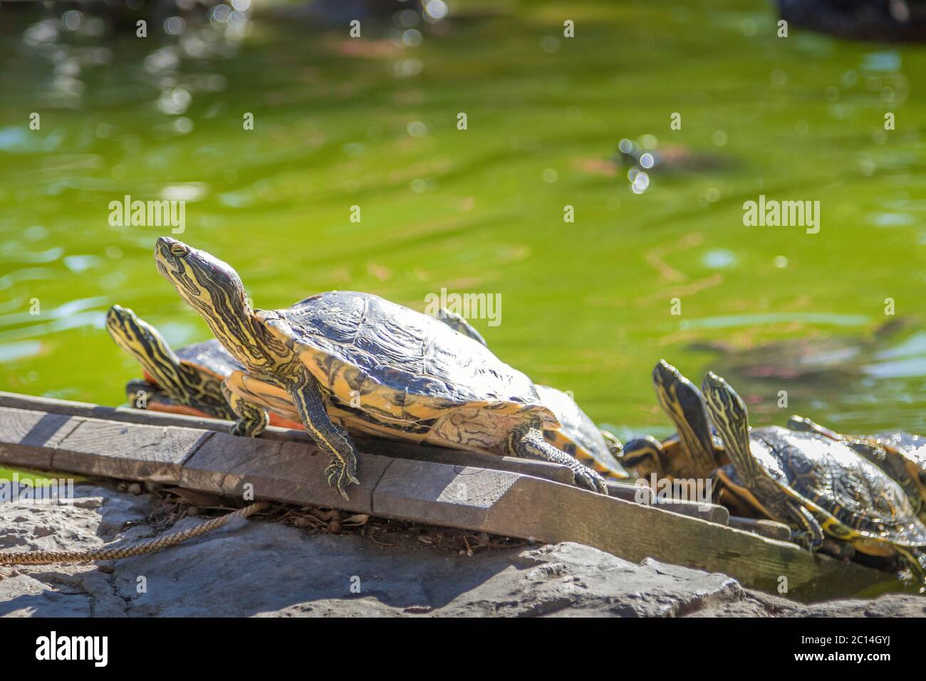 Relaxing turtles hi-res stock photography and images - Alamy