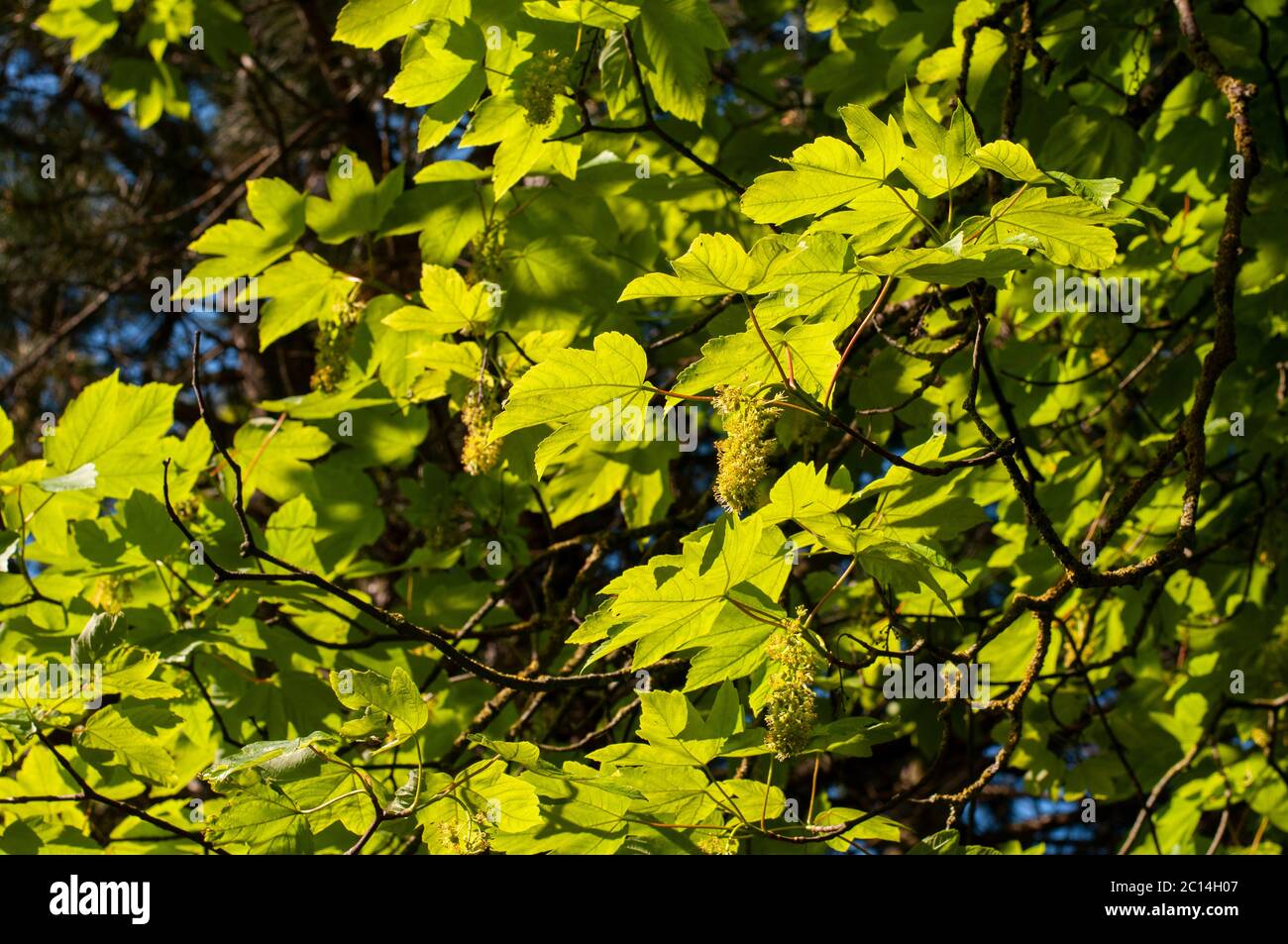 twigs of a sycamore maple tree in springtime with green leaves in ...