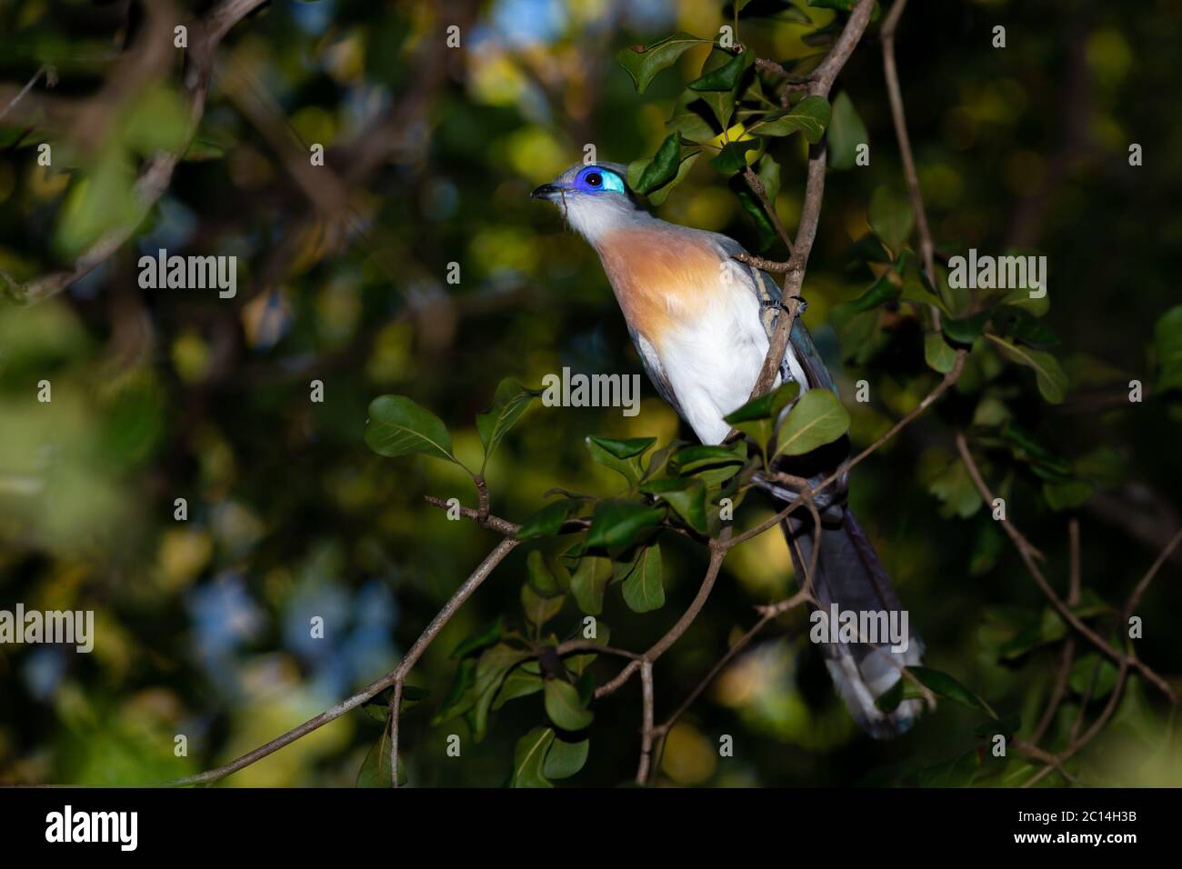 The beautiful blue silk cuckoo sits on a branch Stock Photo - Alamy