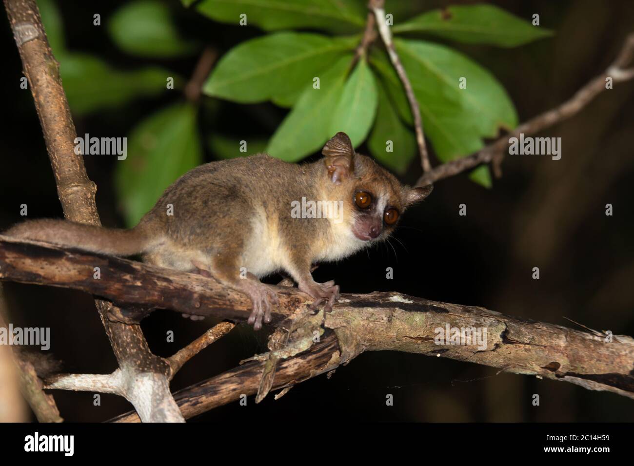 Gray Brown Mouse Lemur High Resolution Stock Photography and Images - Alamy
