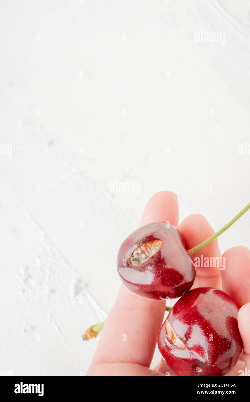 closeup of hand holding mouldy cherry fruits over a white background ...