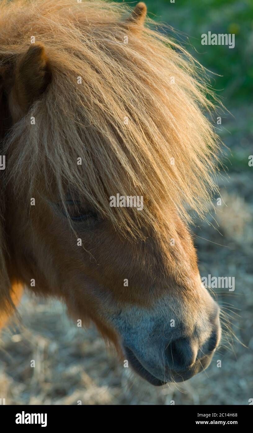 Side view of the head of a Shetland pony with blurred background Stock ...