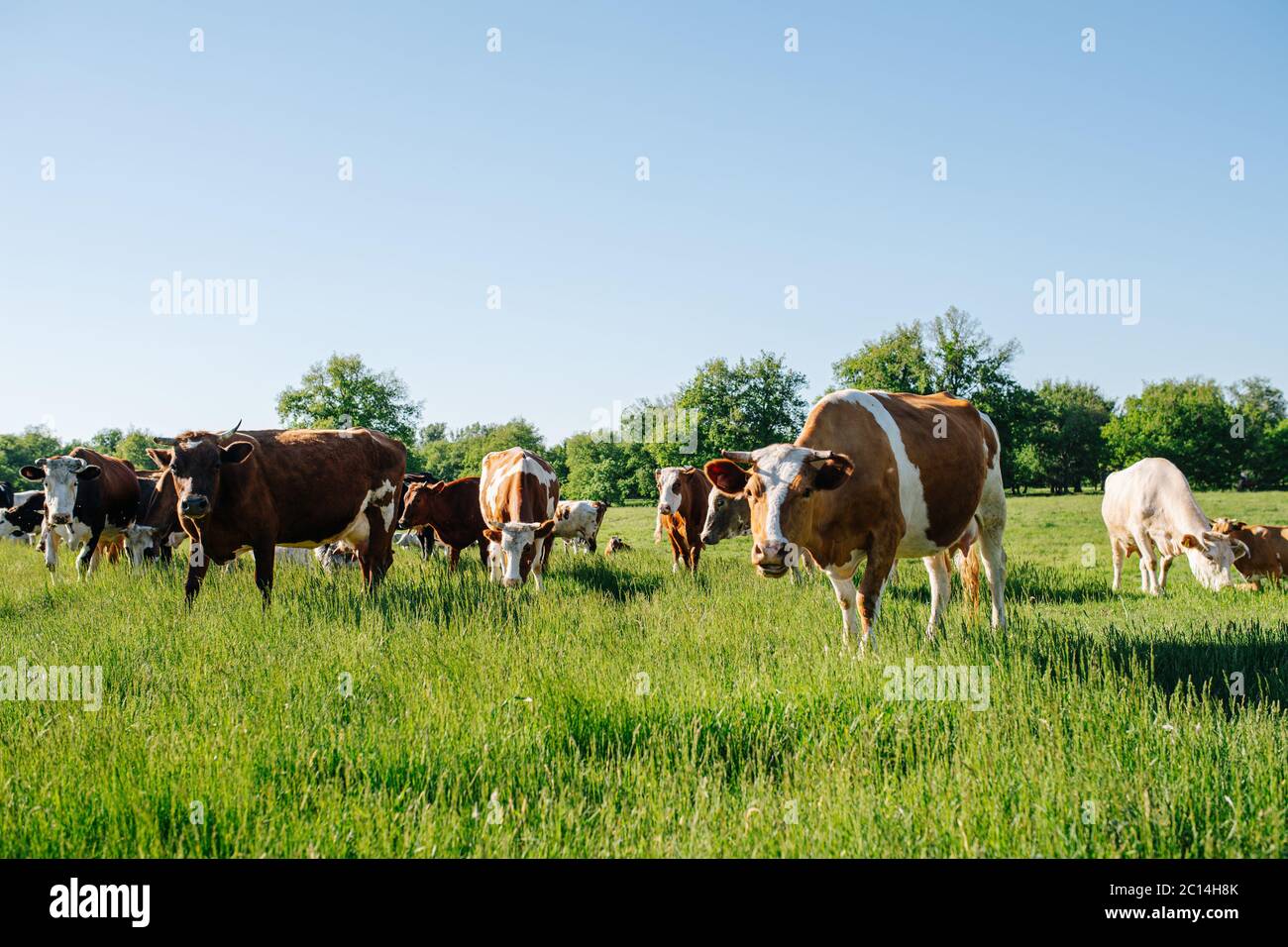 Curious cows in a field coming towards cameraman, lowering their heads ...