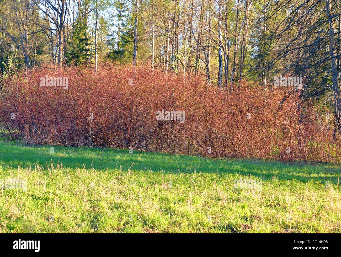 Park at spring Stock Photo - Alamy