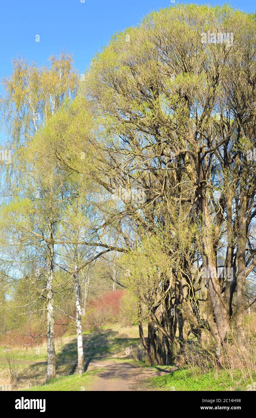 Park at spring Stock Photo - Alamy