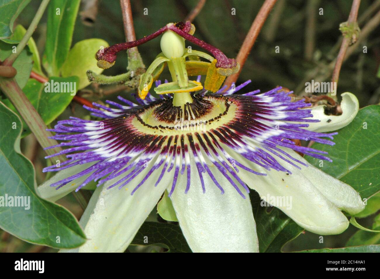 Close up of Common Passion flower. (Passiflora caerulea Stock Photo - Alamy