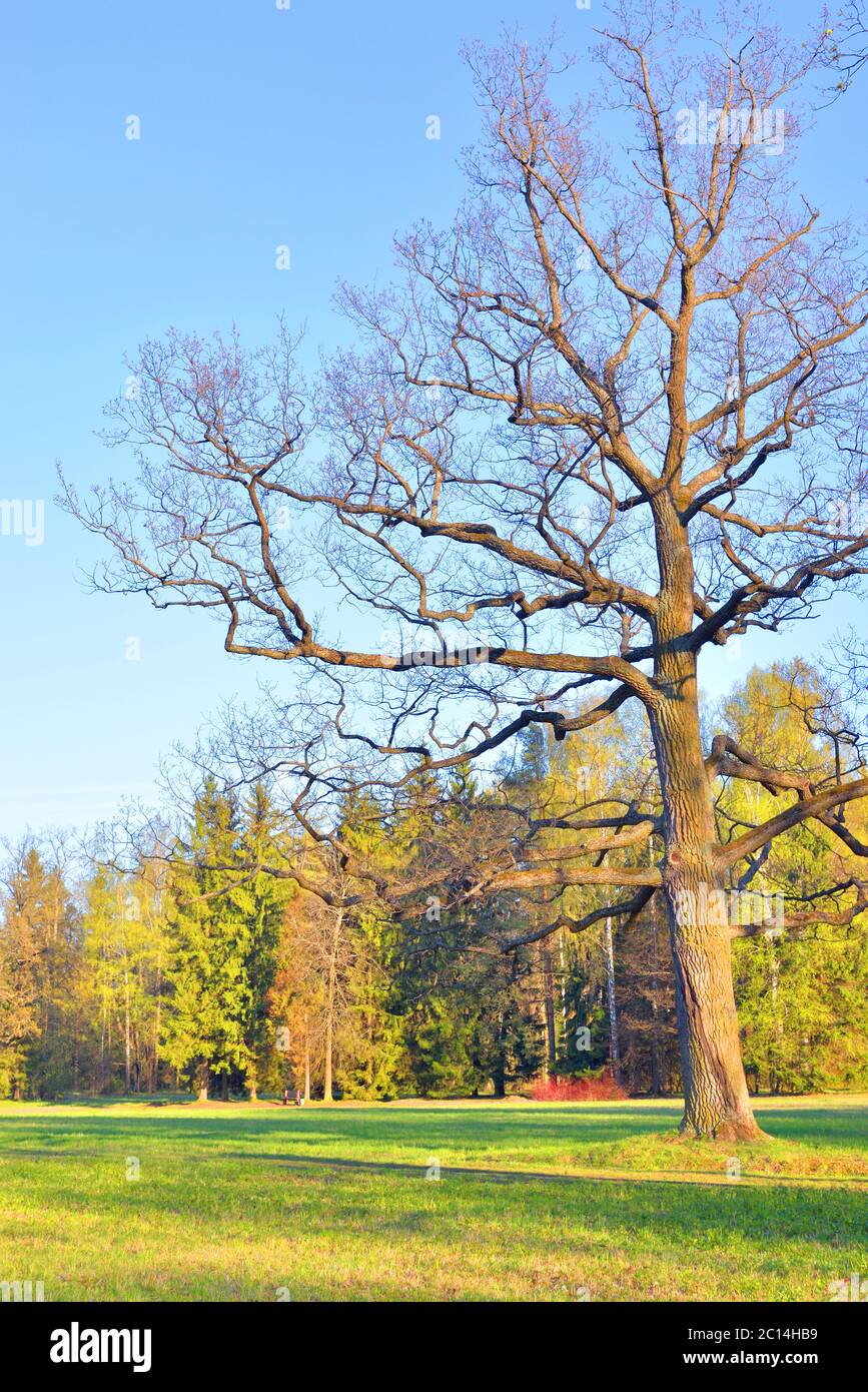 Park at spring Stock Photo - Alamy
