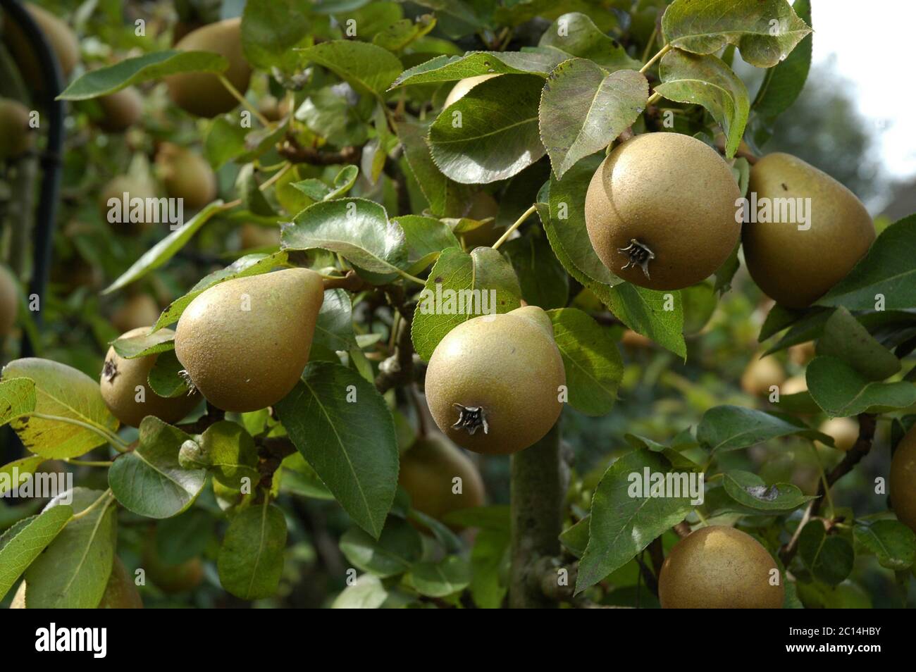 Fruits of Pear 'Belle Julie'. Pyrus communis Stock Photo - Alamy