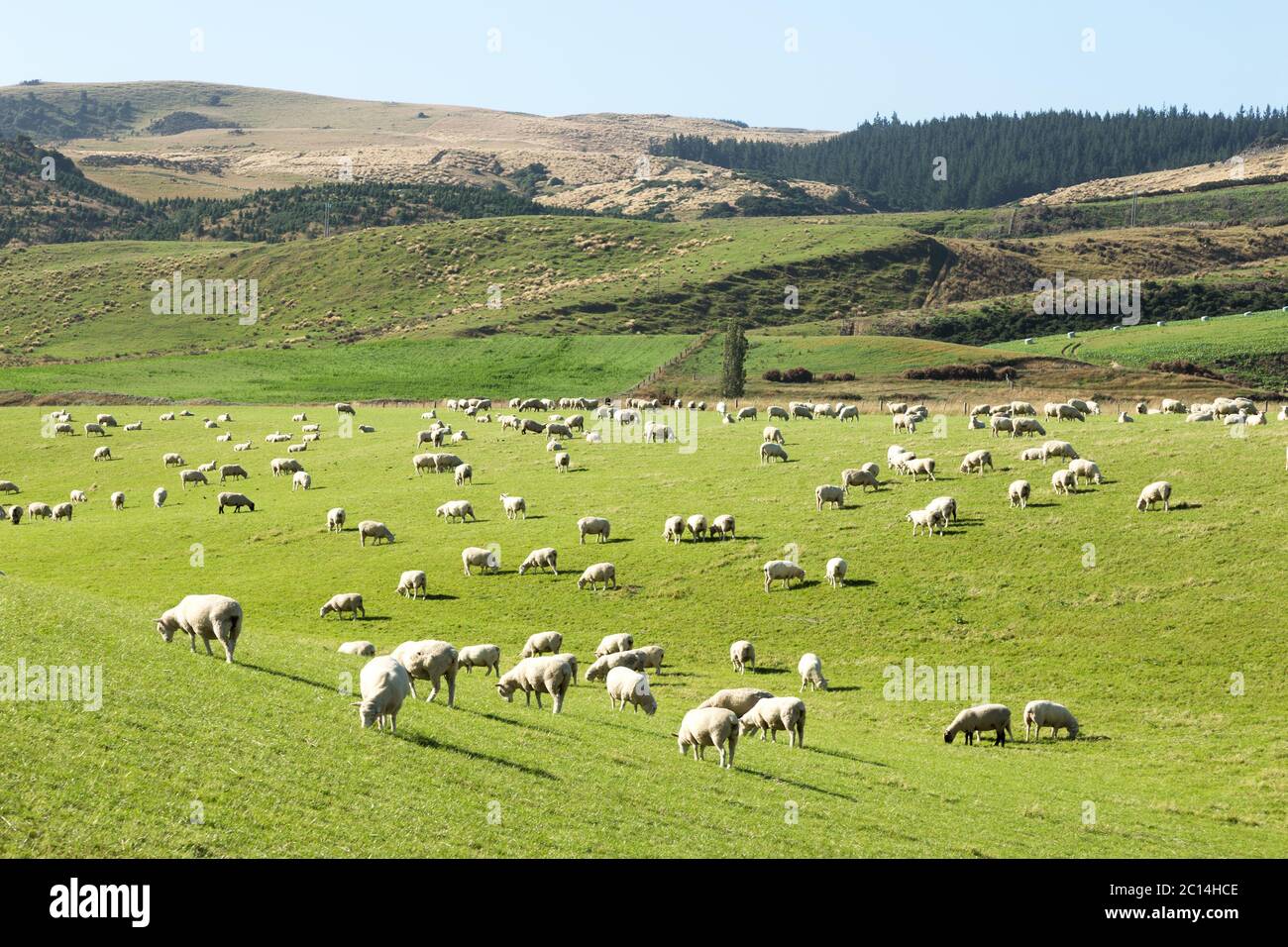 Pasture for animals hi-res stock photography and images - Alamy