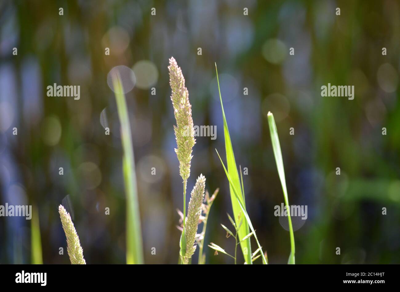 Grassseeds hi-res stock photography and images - Alamy