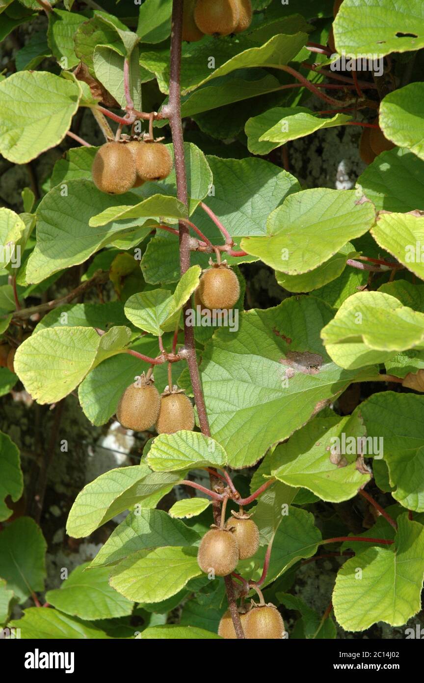 Actinidia chinensis china hi-res stock photography and images - Alamy