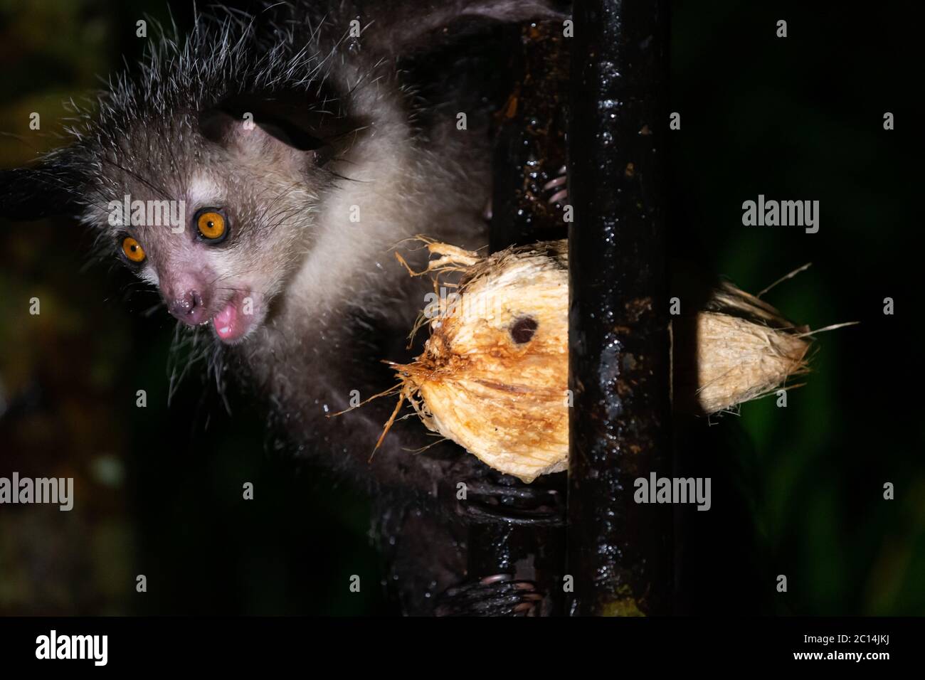 Aye aye finger hi-res stock photography and images - Alamy