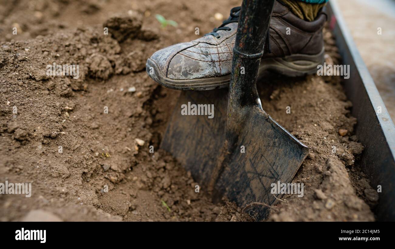 Male foot wearing a rubber boot digging an earth in the garden with an ...
