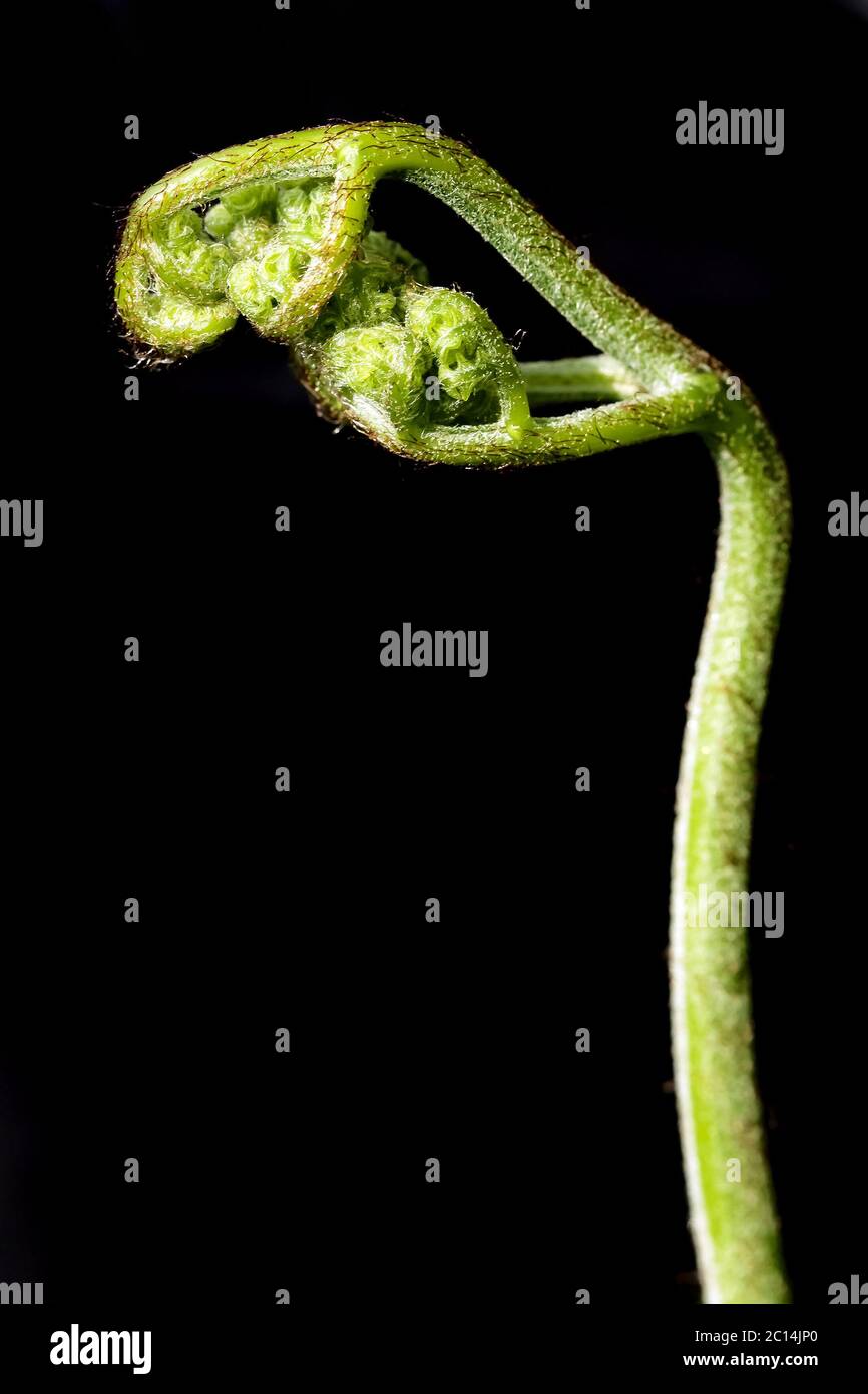 Macro shot of fern hi-res stock photography and images - Alamy