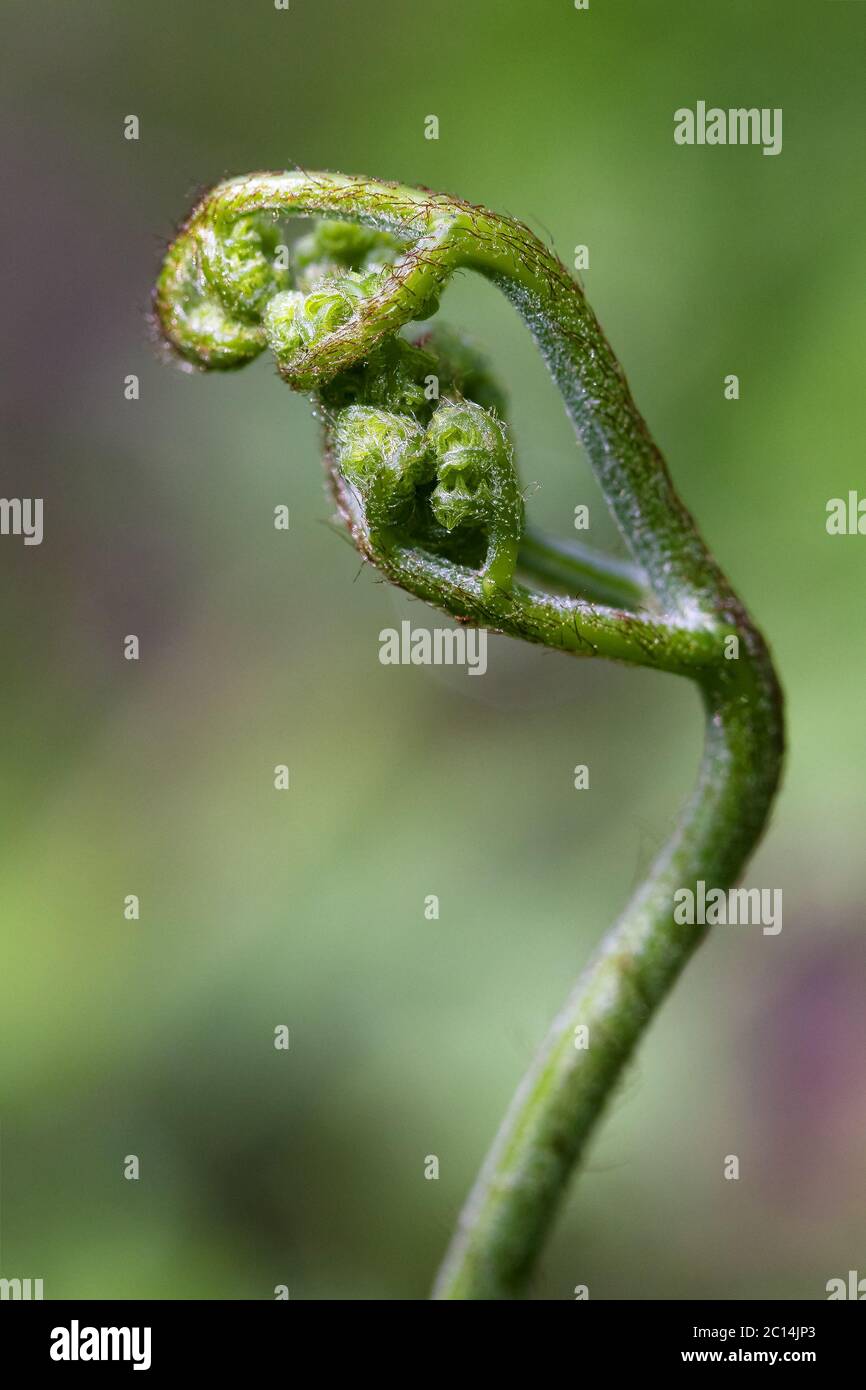 Fern sprout, macro shot Stock Photo - Alamy