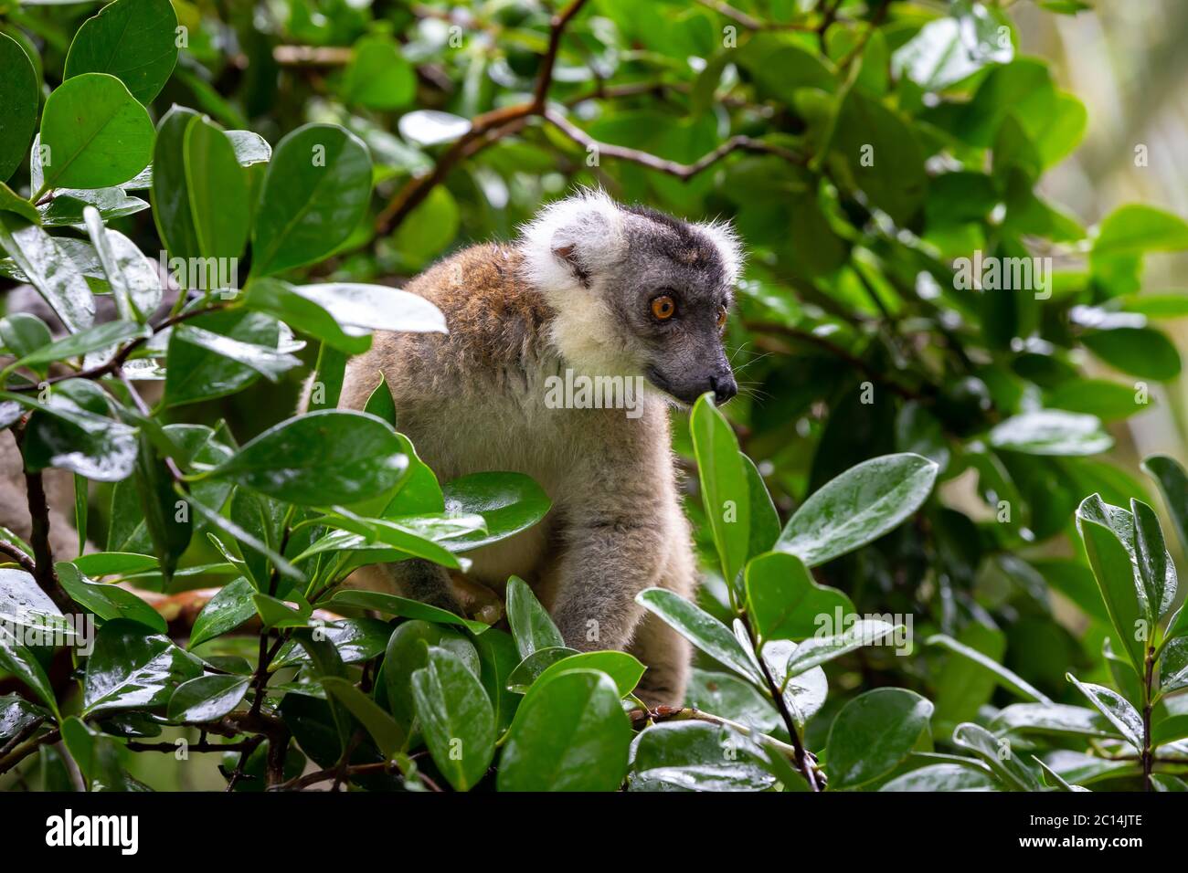 The lemur on a tree, between the foliage in a rainforest in Madagascar ...