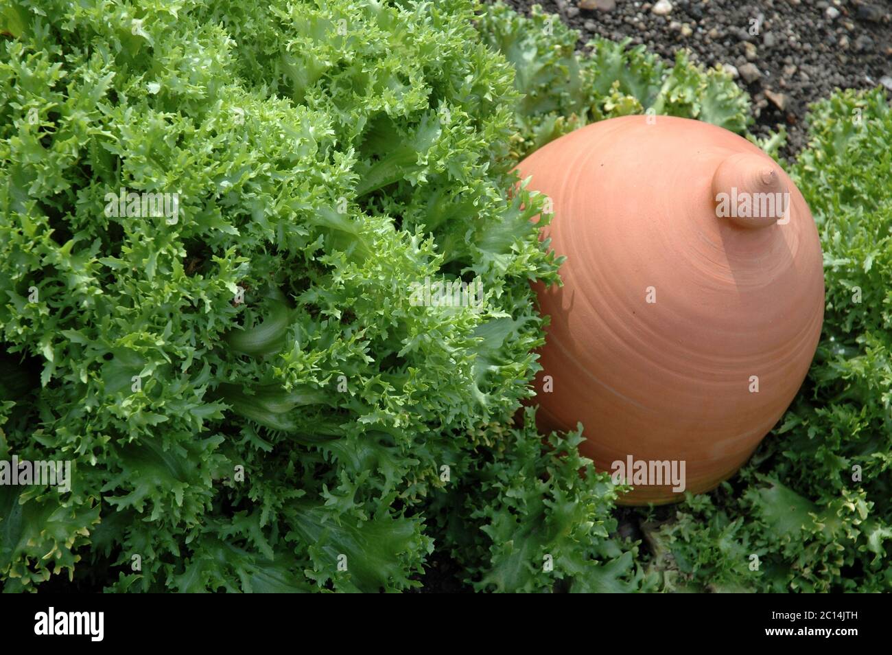 Endive (Cichorum endivia) 'Manos' with blanching pot. West Sussex ...