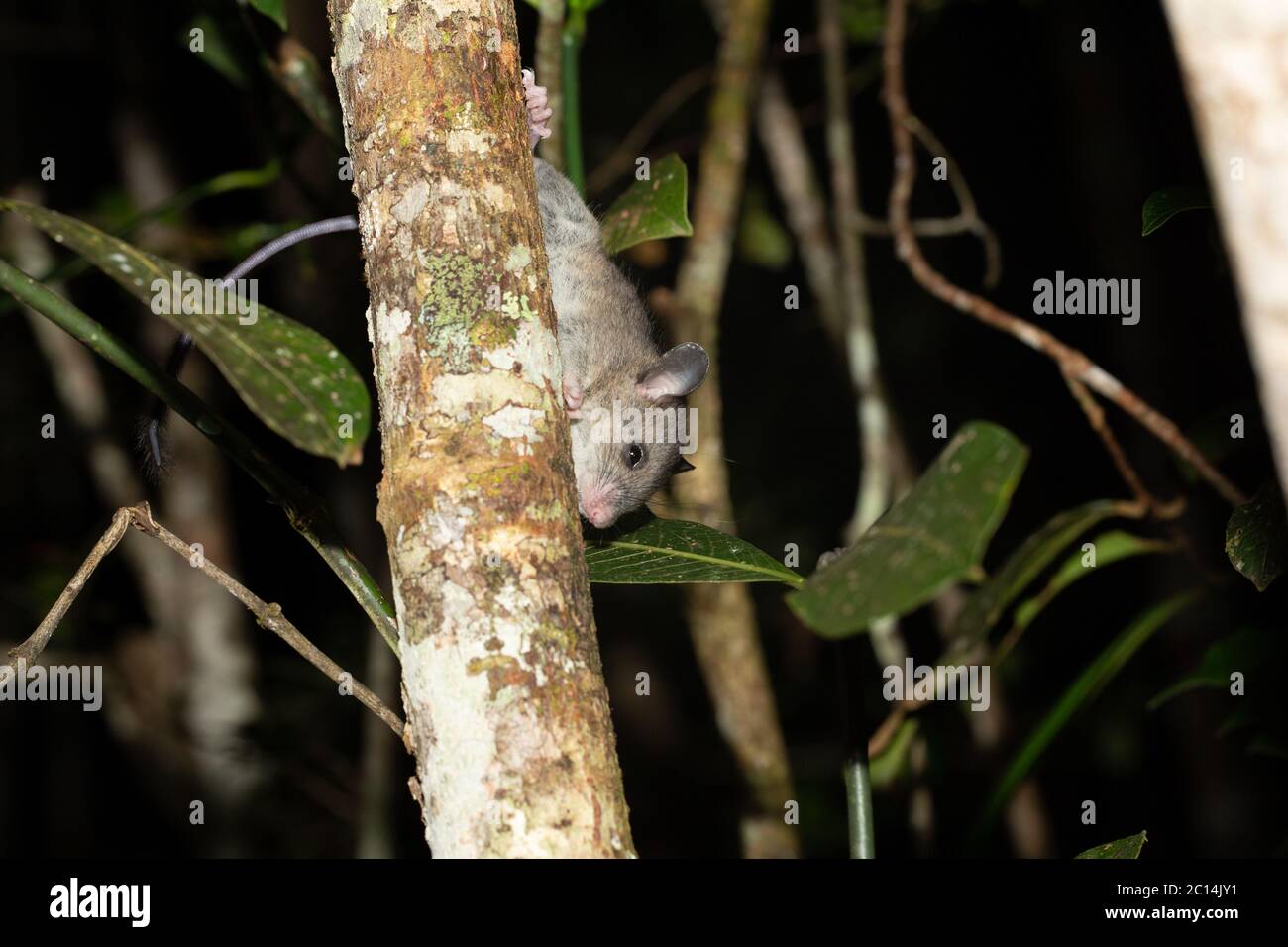 One Madagascar rat climbs on the branches of a tree Stock Photo - Alamy