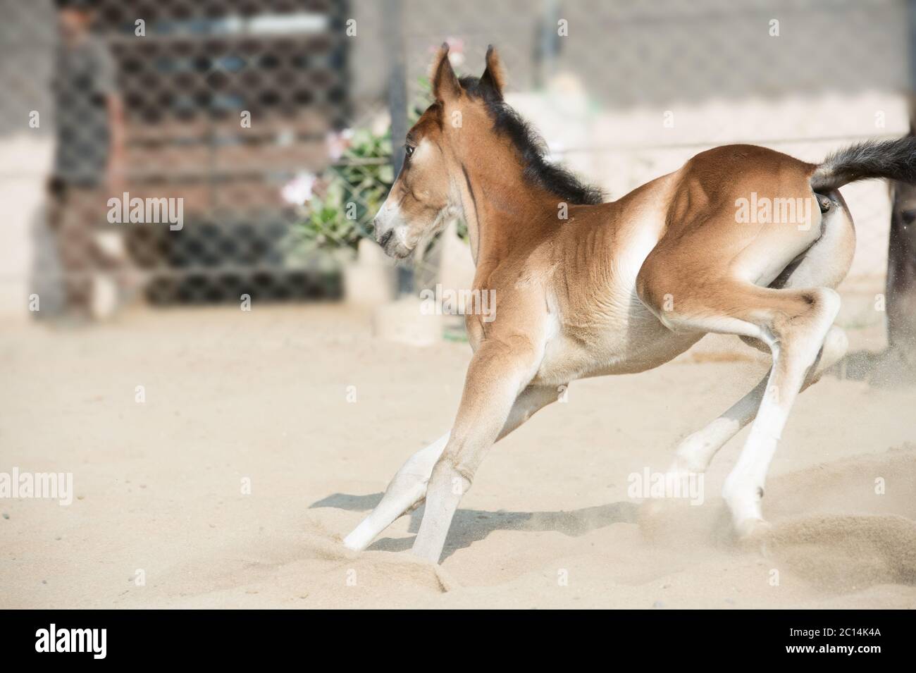 Colt Playing High Resolution Stock Photography and Images - Alamy