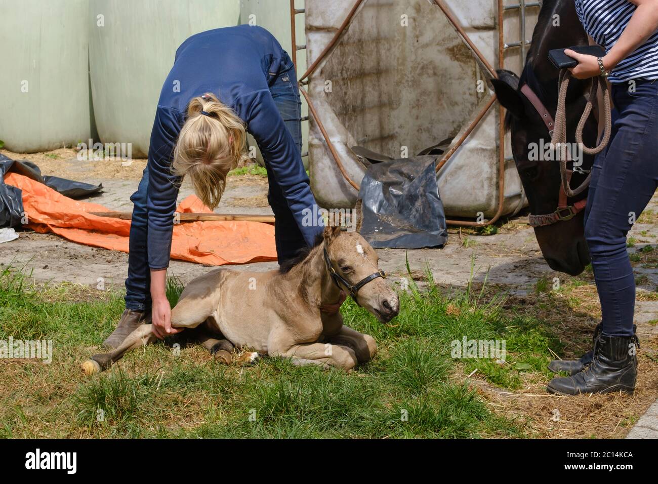 Cute newborn colt lying in grass on a spring day. Mother's head in the ...