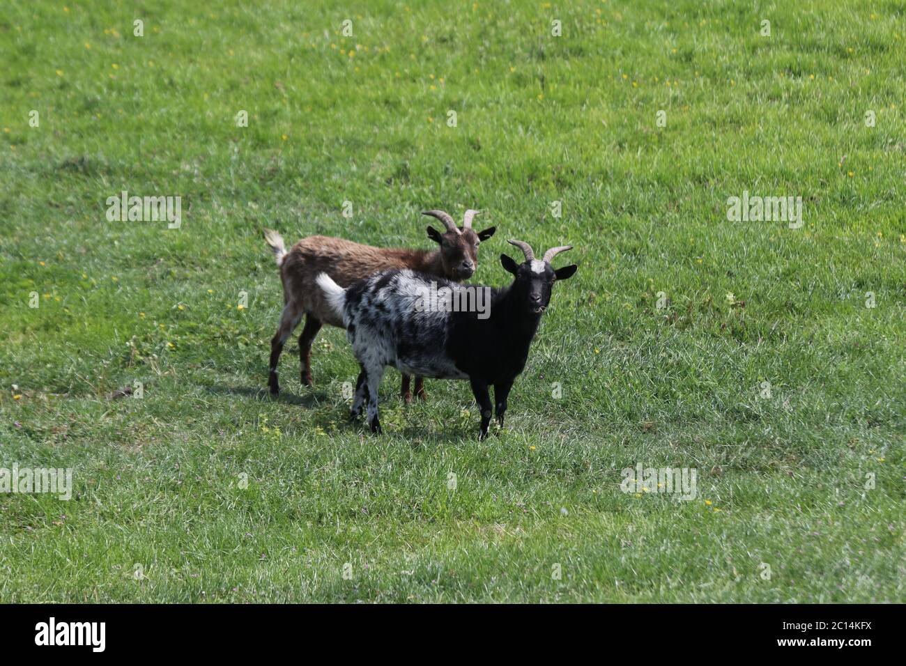 Goat on a farmland in the Netherlands as domesic mammal Stock Photo - Alamy