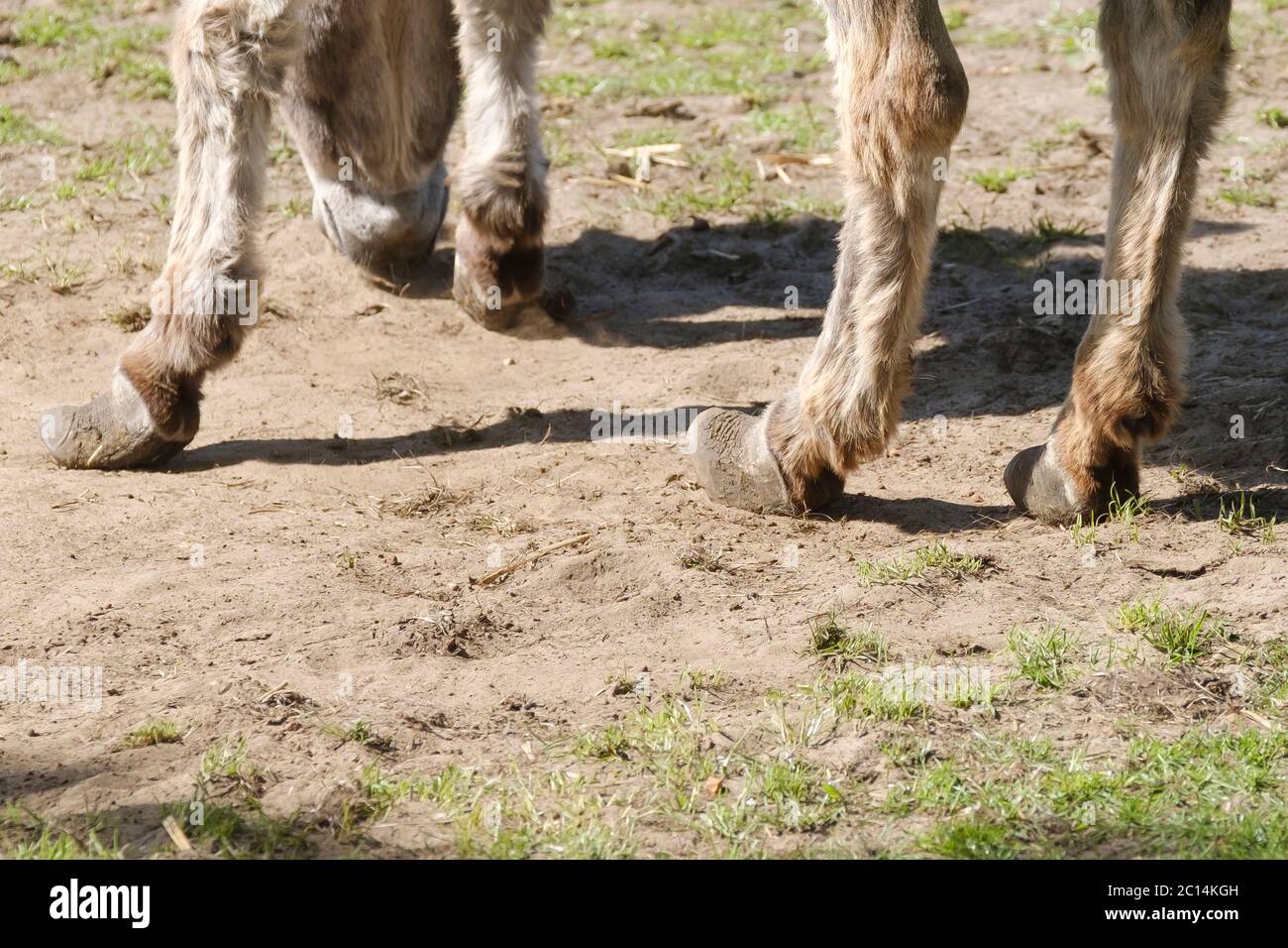 Part of a long-haired donkey grazing in a green meadow at a farm, very ...