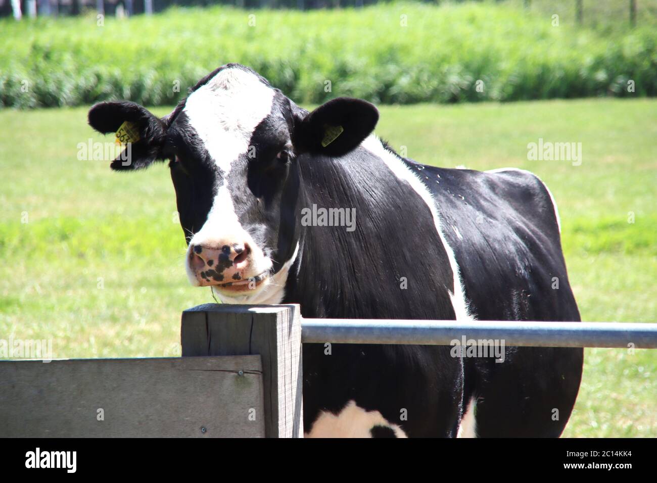 Frysian Holstein black and white cow in a land Stock Photo - Alamy