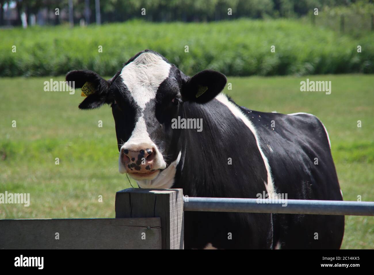 Frysian Holstein black and white cow in a land Stock Photo - Alamy