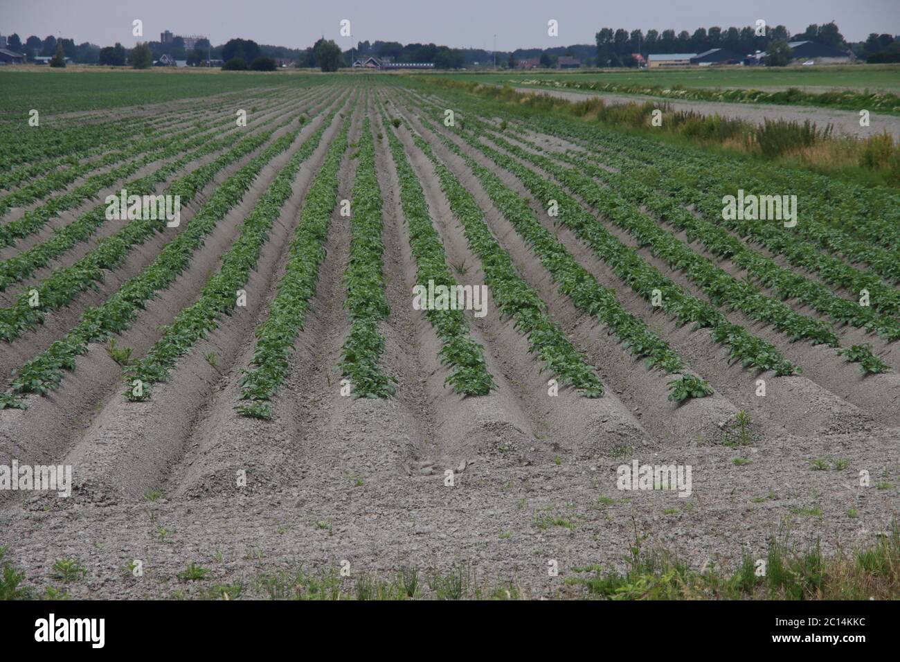 Potato in rows of clay in a field in the Netherlands Stock Photo - Alamy