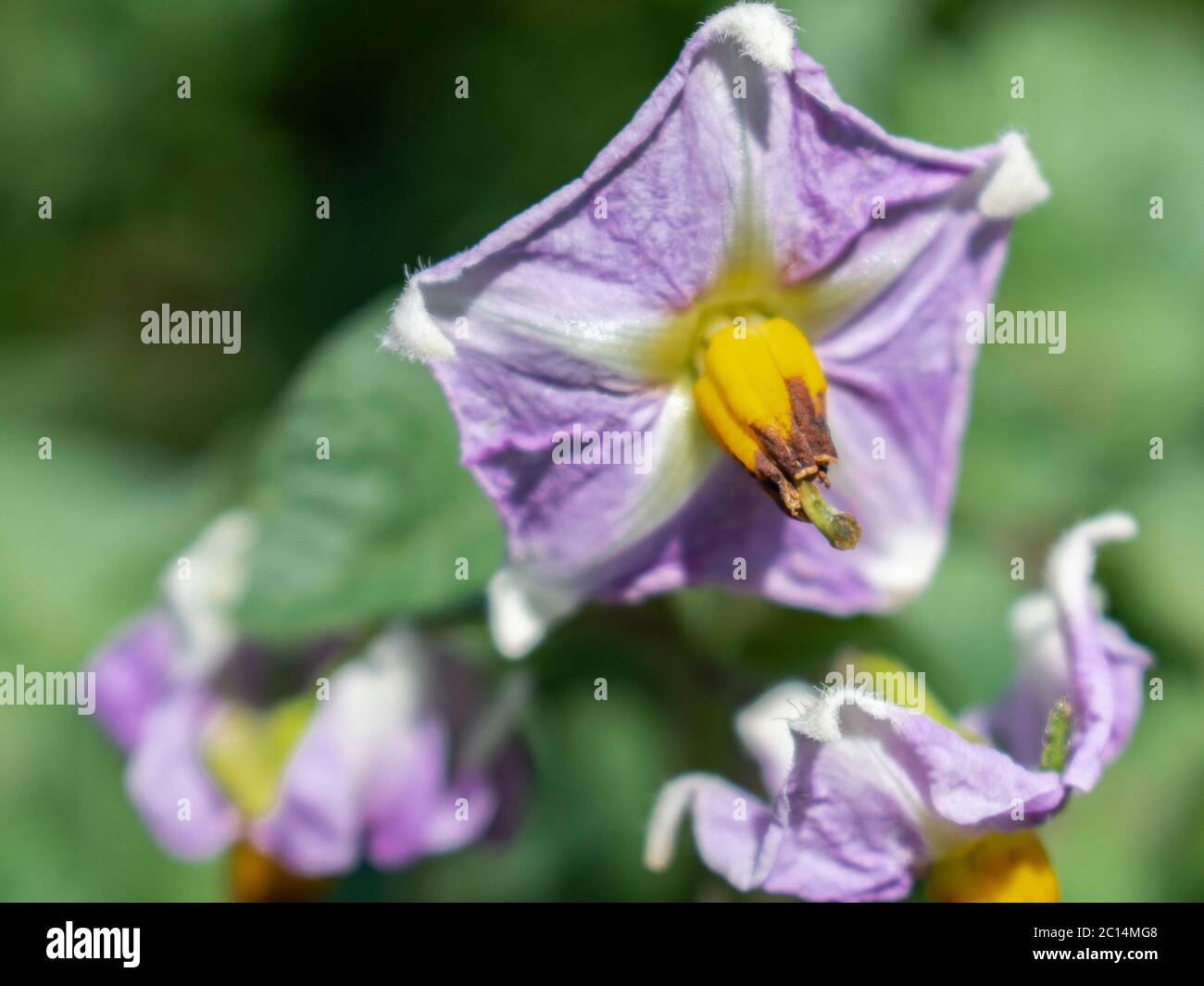 Solanum tuberosum flower hi-res stock photography and images - Alamy