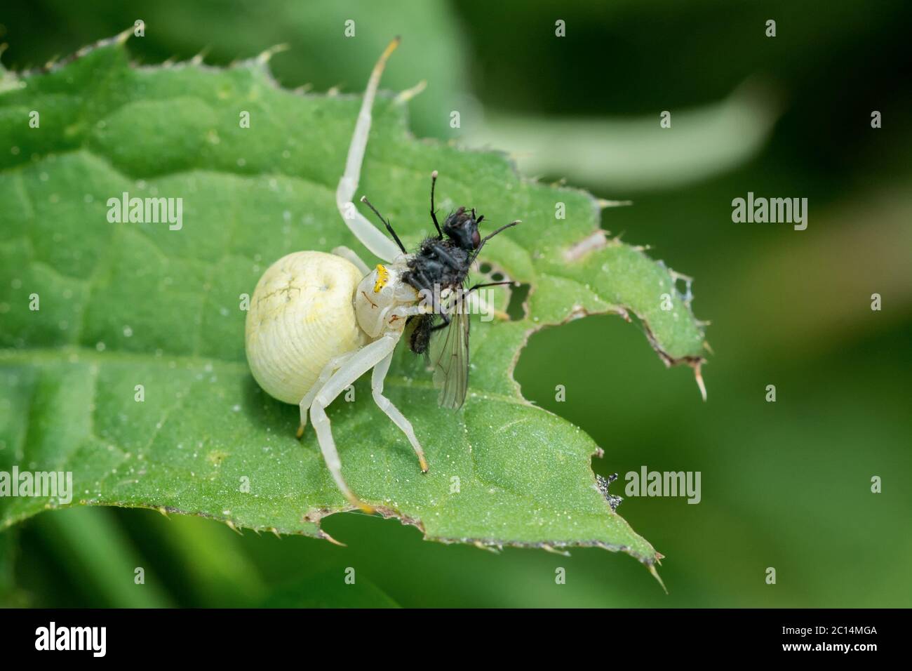 White spider with caught fly on a leaf Stock Photo - Alamy