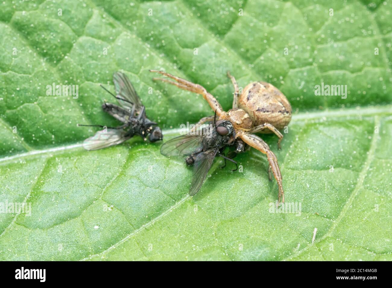 Hairy flies hi-res stock photography and images - Alamy