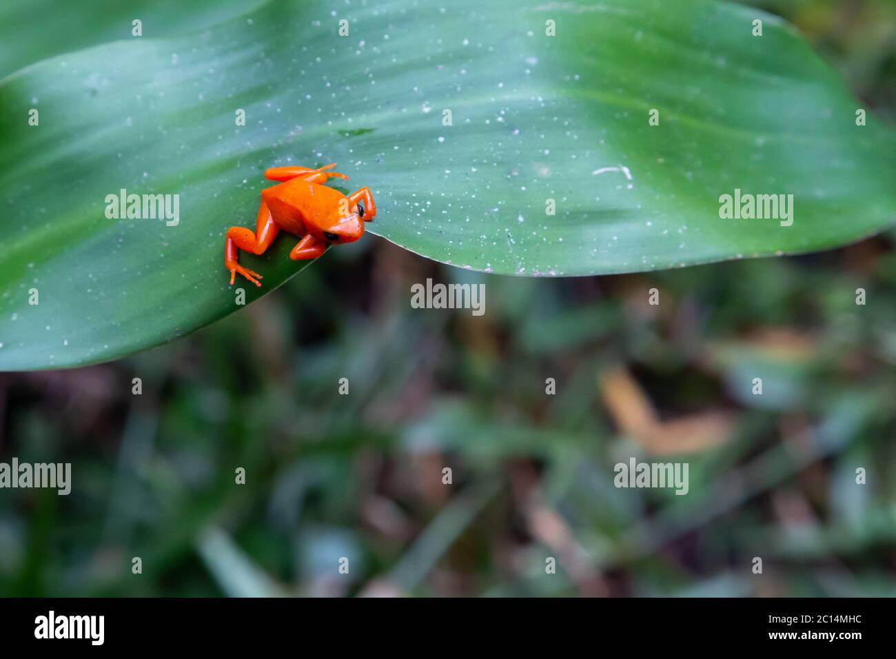 One small orange frog on a green leaf Stock Photo - Alamy