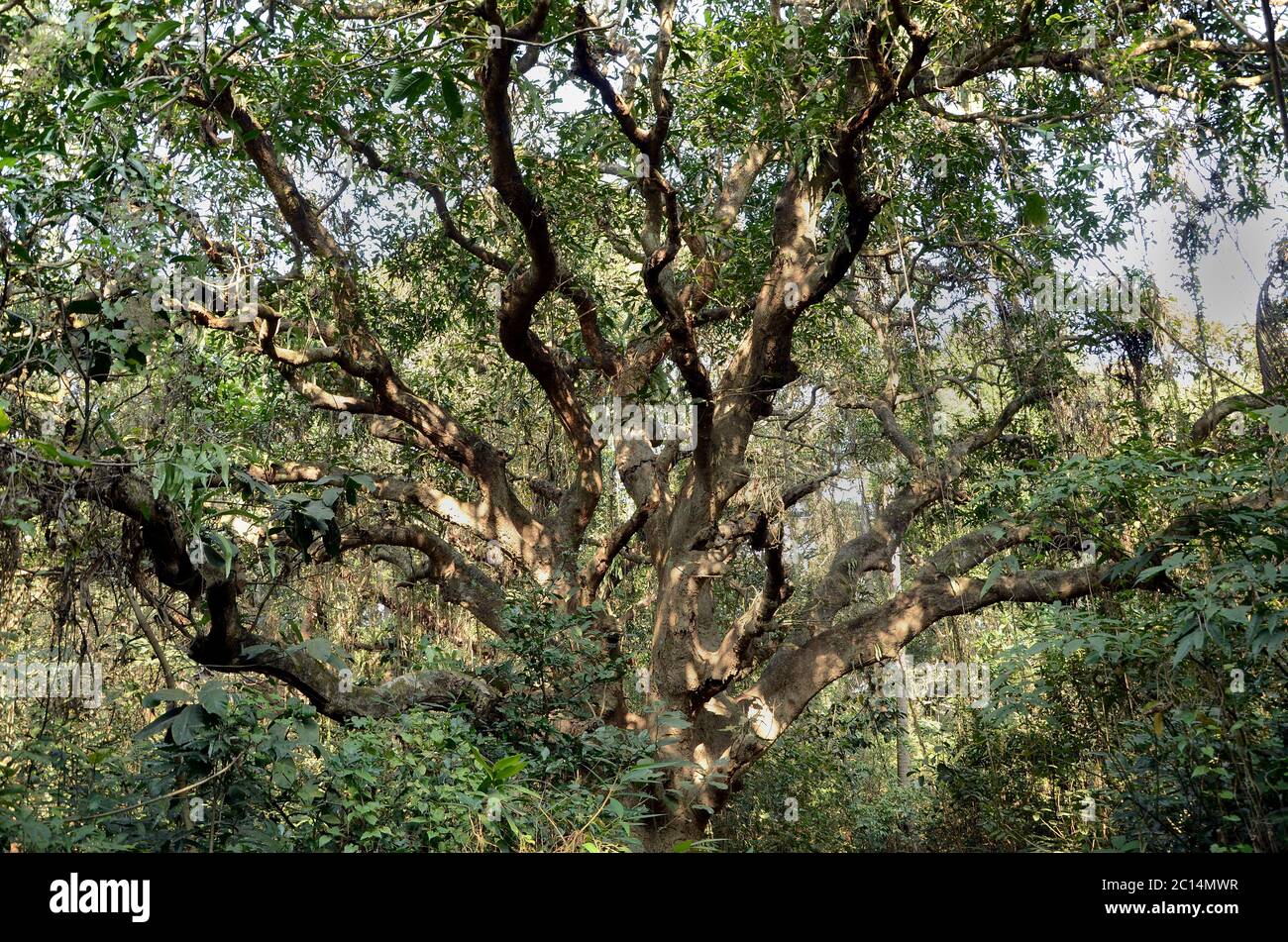 All plants, including trees, start life as seedlings whose bodies are ...