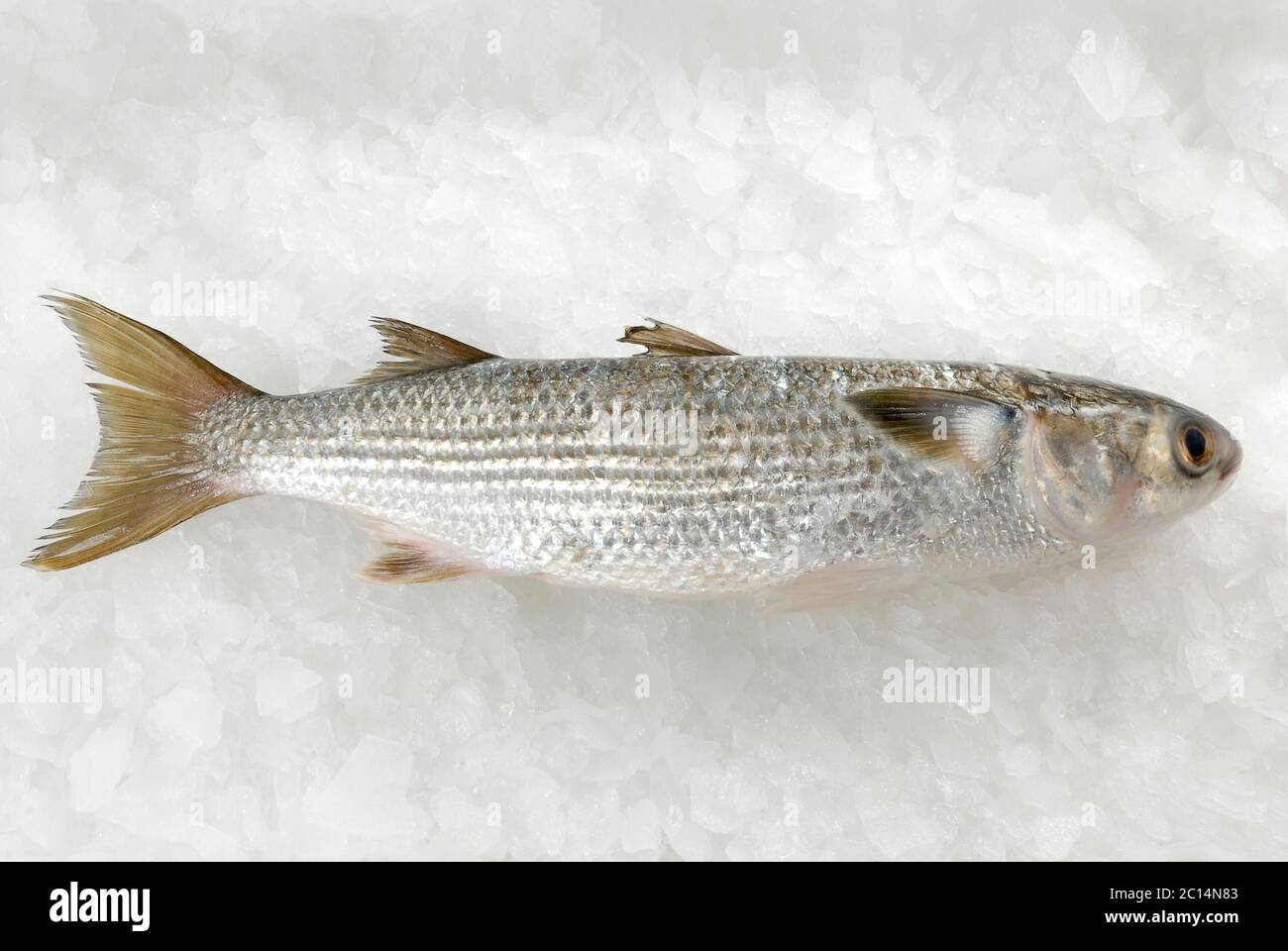 Fresh gray mullet (Mugilidae) on ice Stock Photo - Alamy
