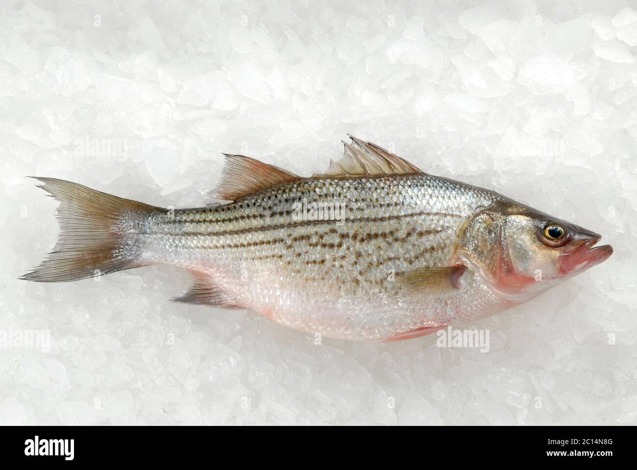 Fresh gray mullet (Mugilidae) on ice Stock Photo - Alamy