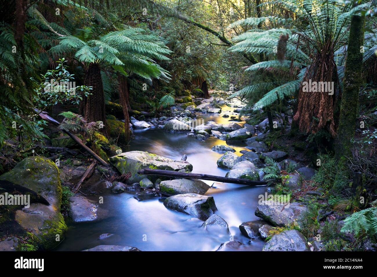 Stream in green forest hi-res stock photography and images - Alamy
