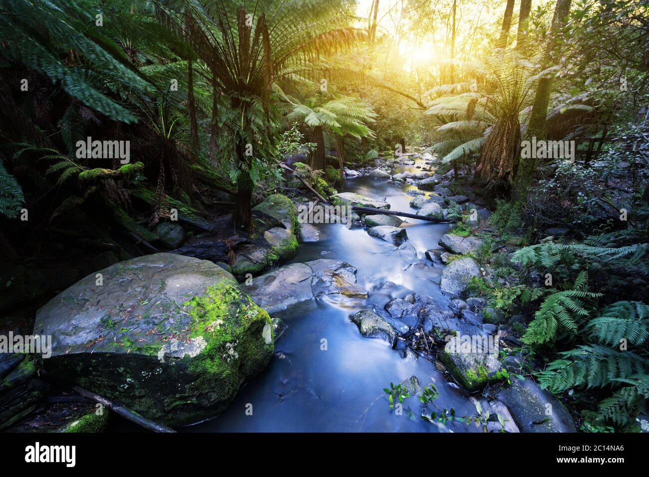 beautiful stream in green forest Stock Photo - Alamy