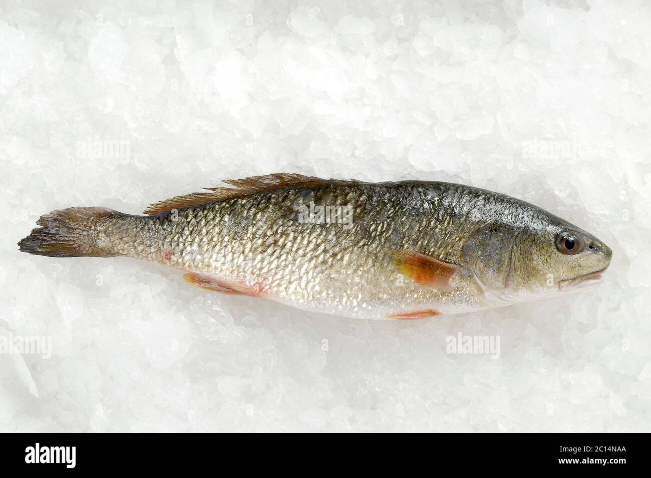 Red drum fish hi-res stock photography and images - Alamy