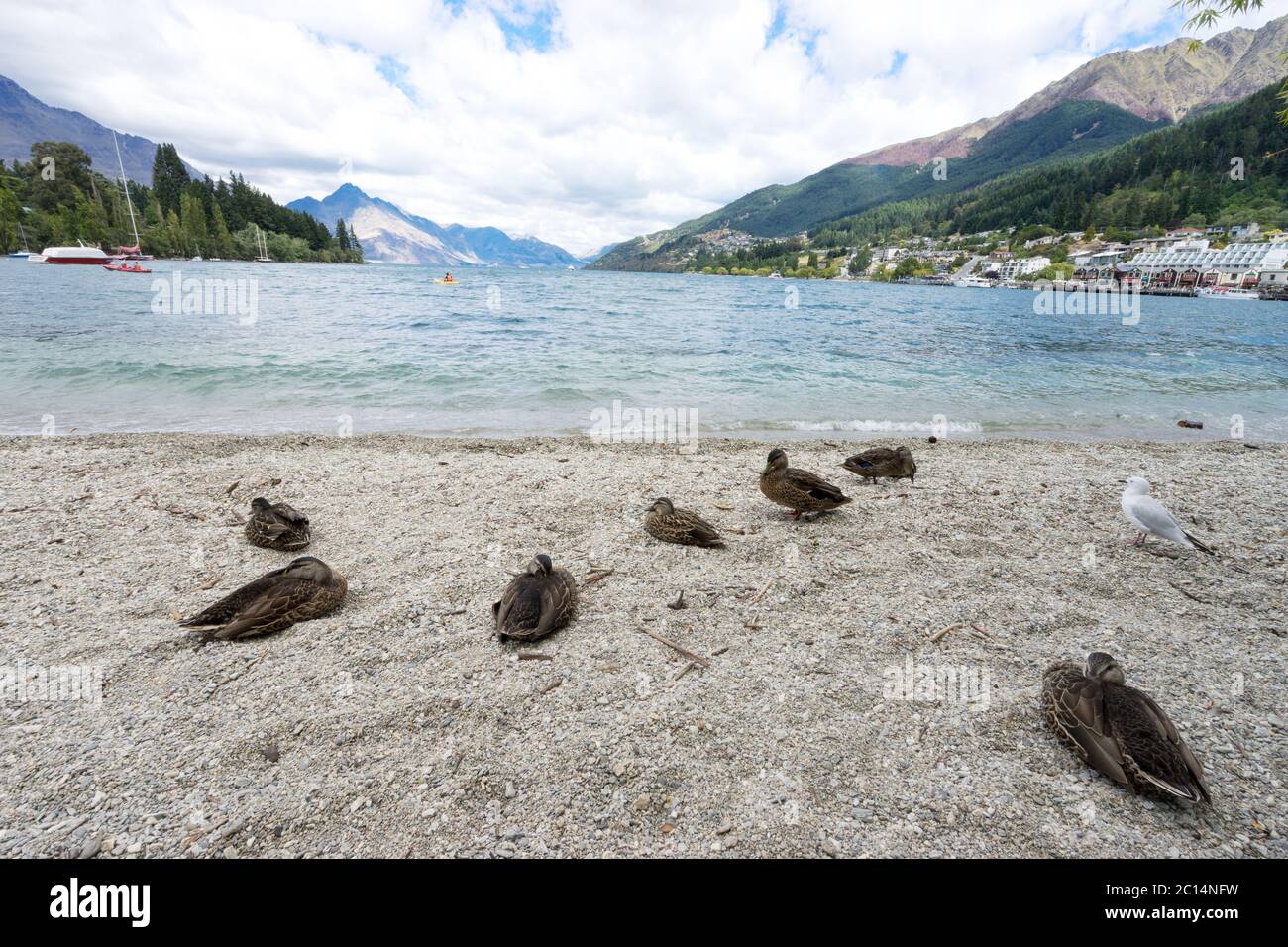 sand beach with birds Stock Photo - Alamy