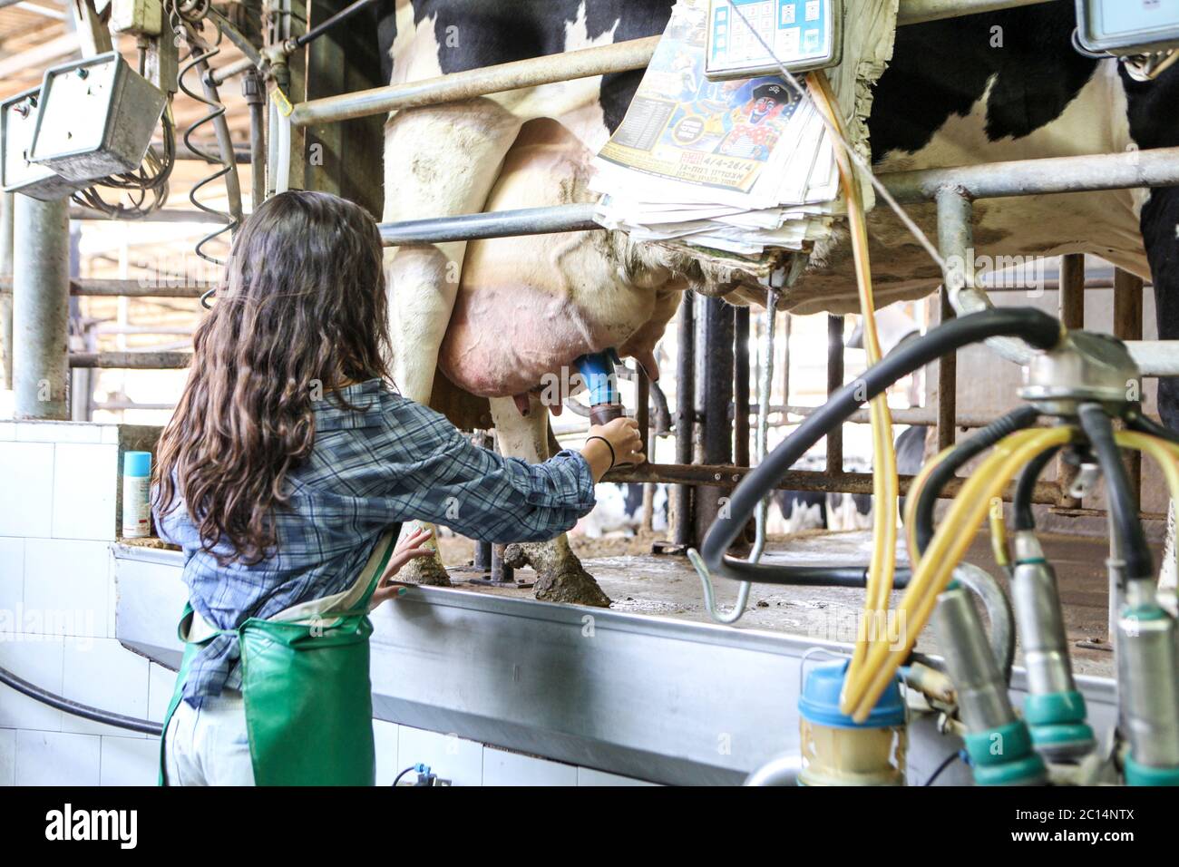 Automatic cow milking machine hi-res stock photography and images - Alamy