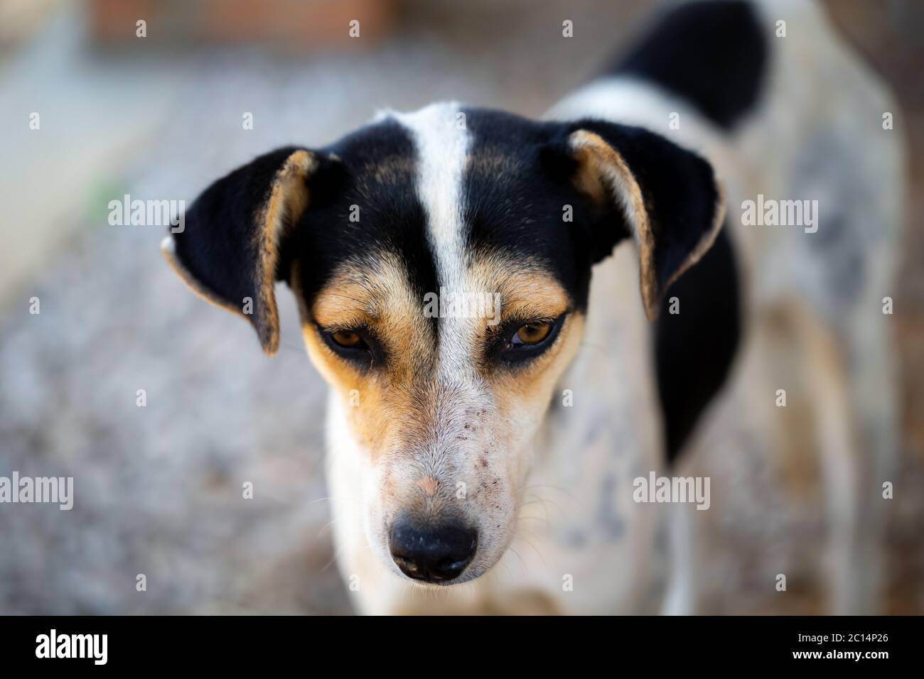 One street dog on the island of Madagascar Stock Photo - Alamy